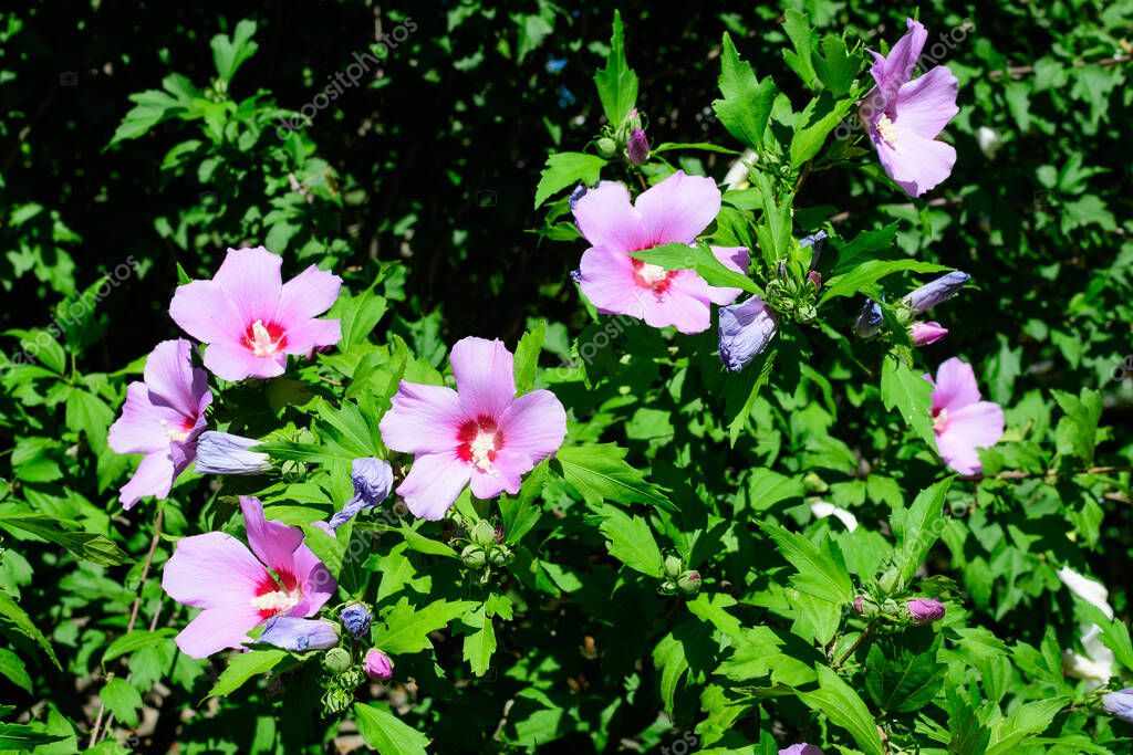 Flores Magenta Rosadas De Hibisco Syriacus Planta Comúnmente Conocida