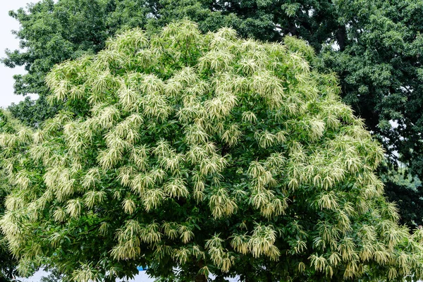 Asafoetida Tree