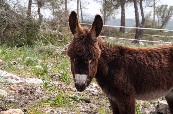 Catalonian donkey Stock Photo by ©kapy 69965435