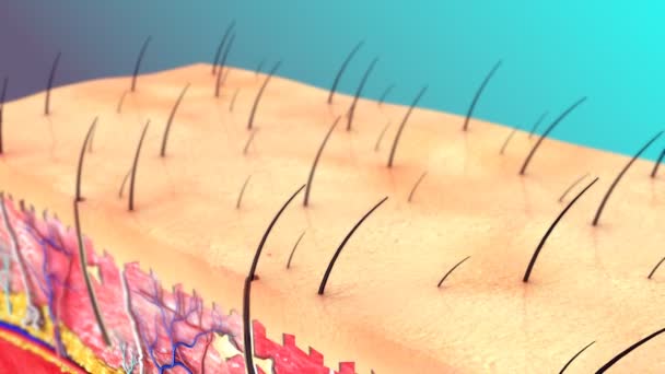 Human skin anatomy — Stock Photo © sciencepics #112257360