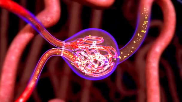 Blood purification in nephrons — Stock Video © sciencepics #110213474