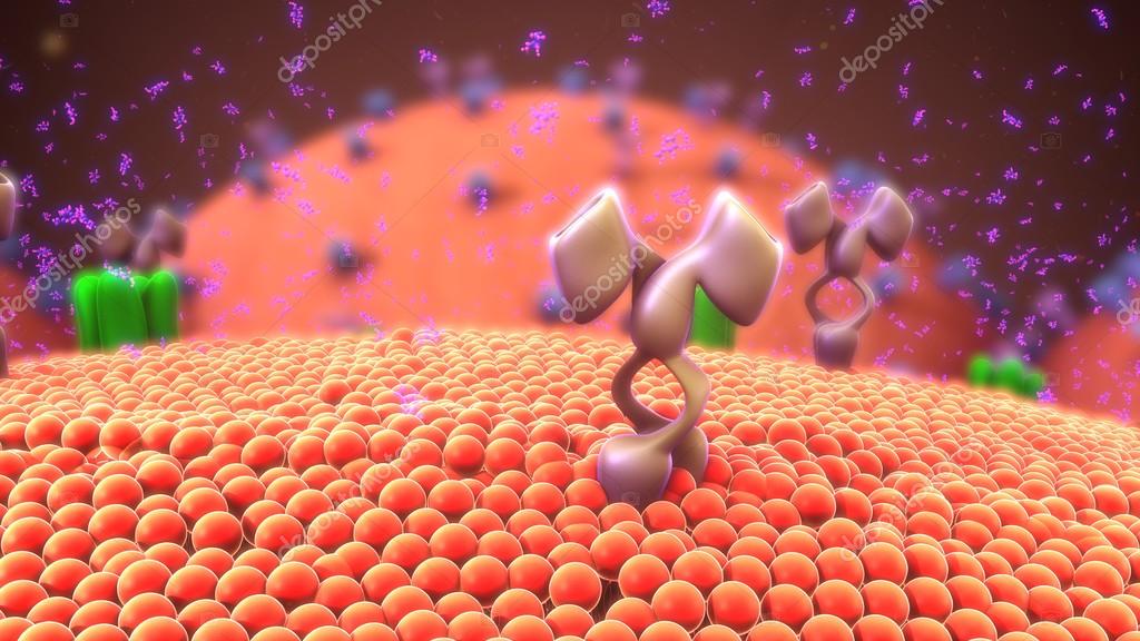 Human cell membrane Stock Photo by ©sciencepics 112249332