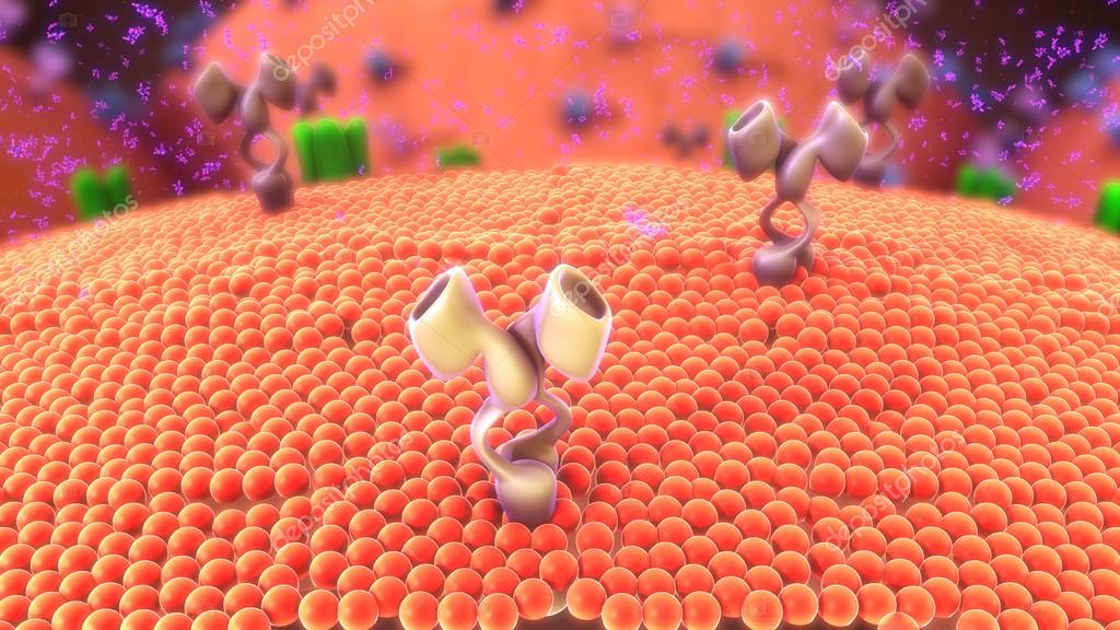 Pic of cell membrane | Human cell membrane — Stock Photo © sciencepics ...