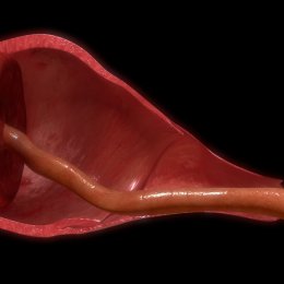 Imagens vetoriais Placenta | Depositphotos