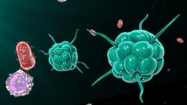 Bacteria attacking immune system Stock Photo by ©sciencepics 113477840