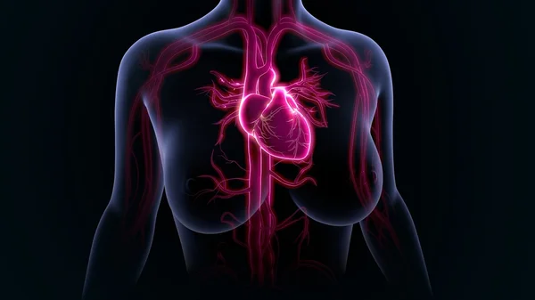 Human Heart Anatomy — Stock Photo © sciencepics #121320602