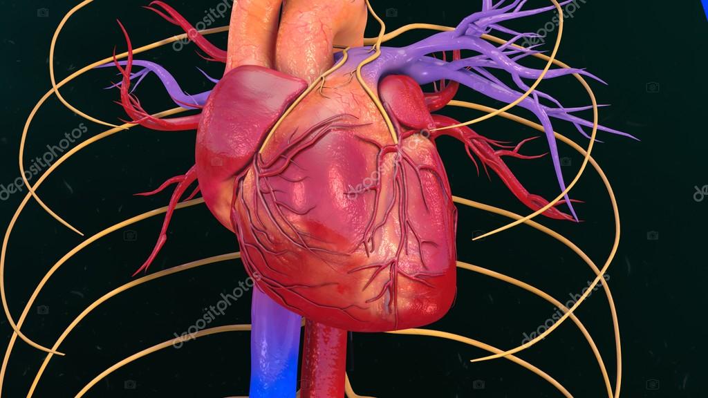 Anatom a del coraz n humano 2024