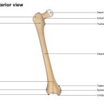 Tight bone- Femur Stock Vector Image by ©megija #27712807