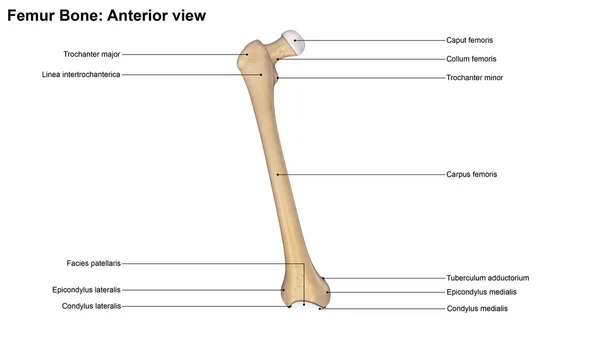 Femurs