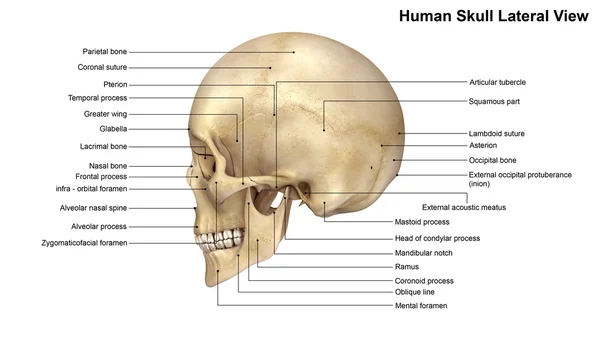 Human Skull Anatomy Inferior View