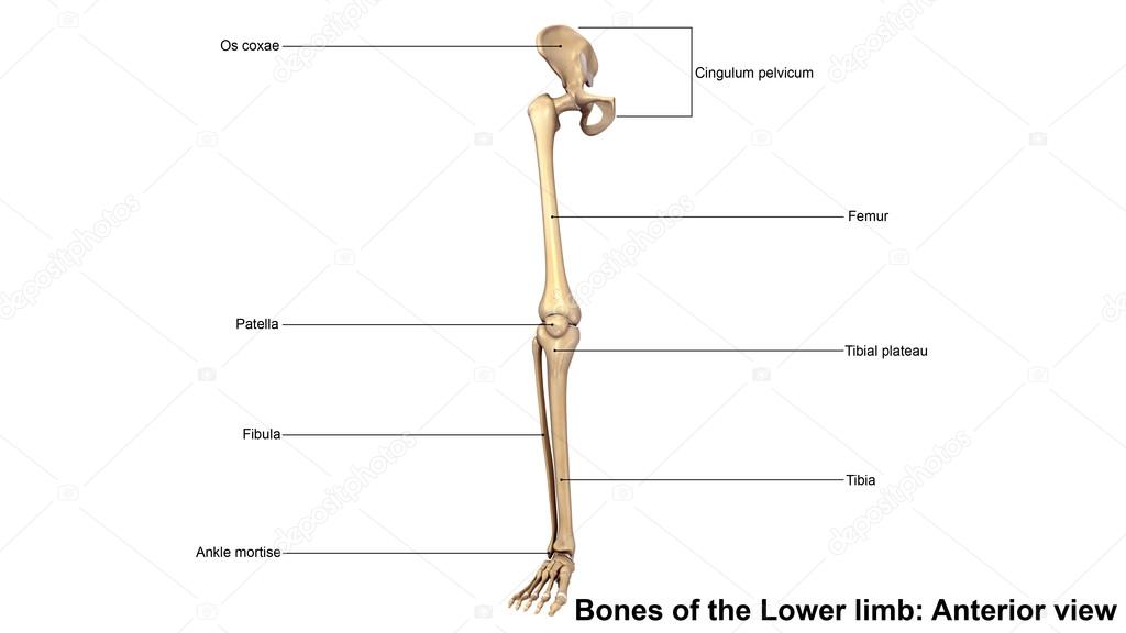 Human bones of lower limb Stock Photo by ©sciencepics 121320624