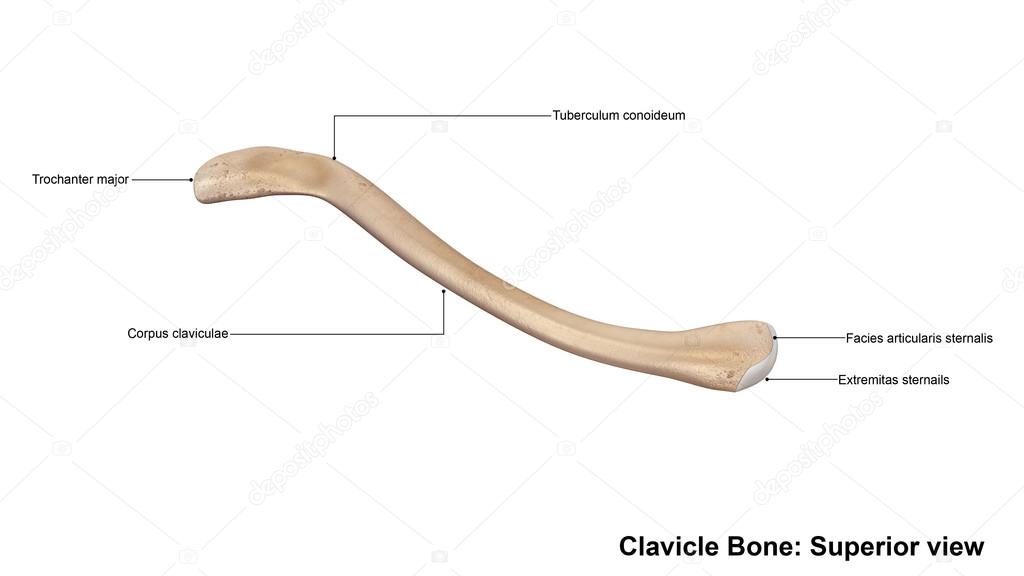 Visao Superior Da Clavicula Direita Plexo Braquial – Wikipédia, A