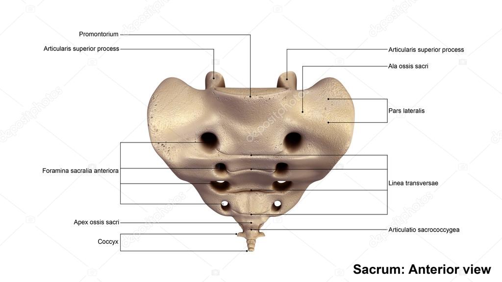 Hueso sacro humano — Foto de stock #121320906 © sciencepics