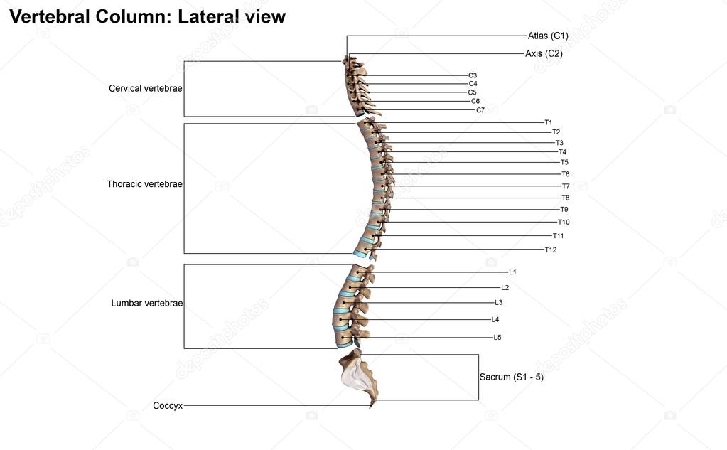 Vertebral Column Lateral view Stock Photo by ©sciencepics 121321020 Vertebral Column Lateral view Stock Photo by ©sciencepics 121321020