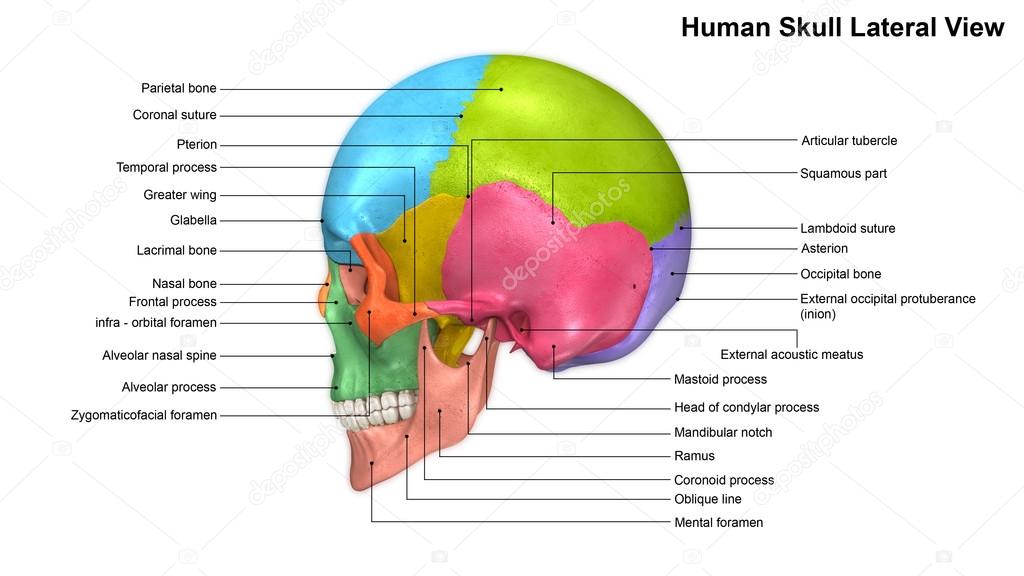 Vista Lateral do crânio humano — Stock Photo © sciencepics #121321054