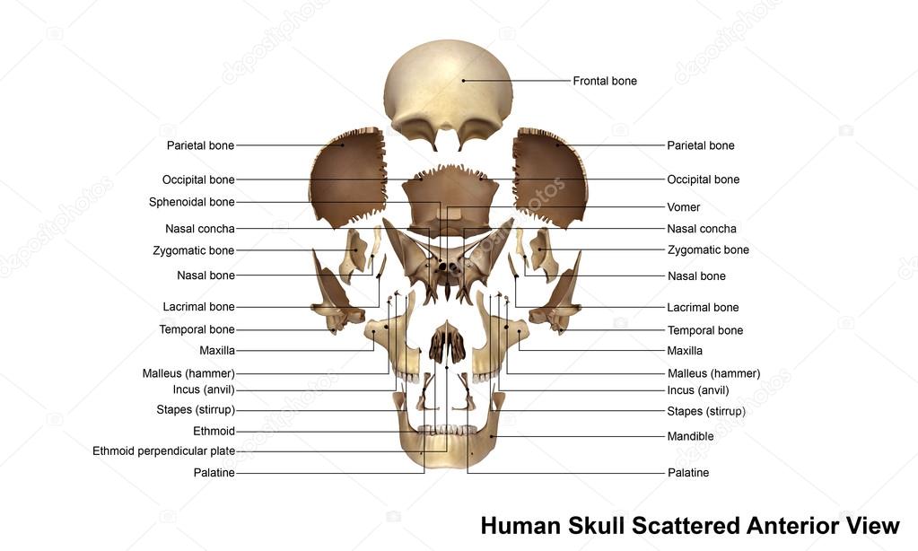 Anterior View Of Maxilla