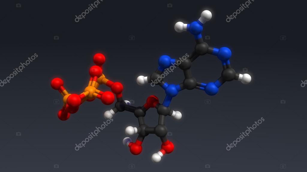 Adenosine Triphosphate 3d