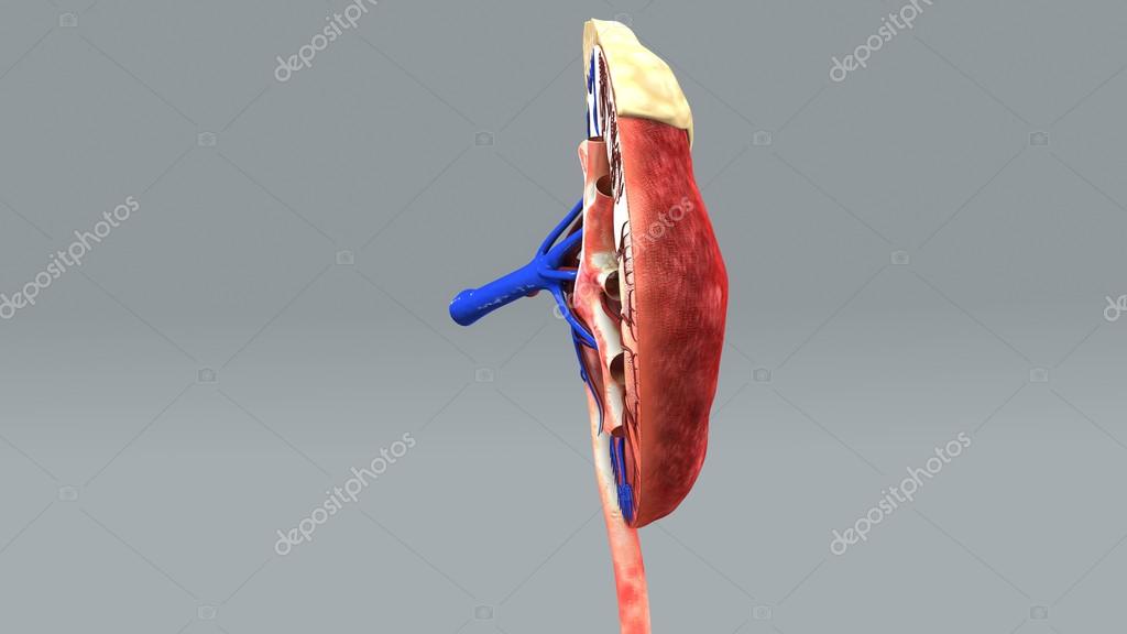 Human kidney half anatomy Stock Photo by ©sciencepics 124247038
