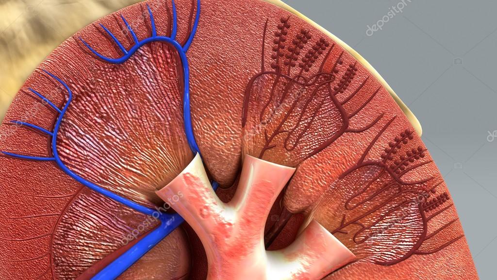 Human kidney half anatomy Stock Photo by ©sciencepics 124247088
