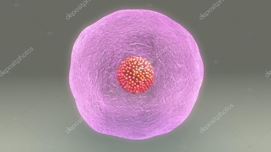 Human Egg Cell Visible
