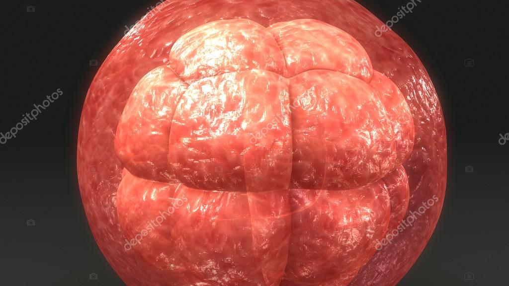 Human Egg Cell Division — Stock Photo © sciencepics #124248570