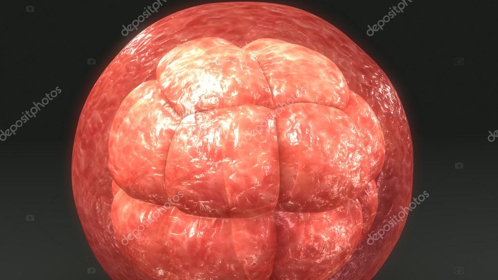 Human Egg Cell Division Stock Photo by ©sciencepics 124248664