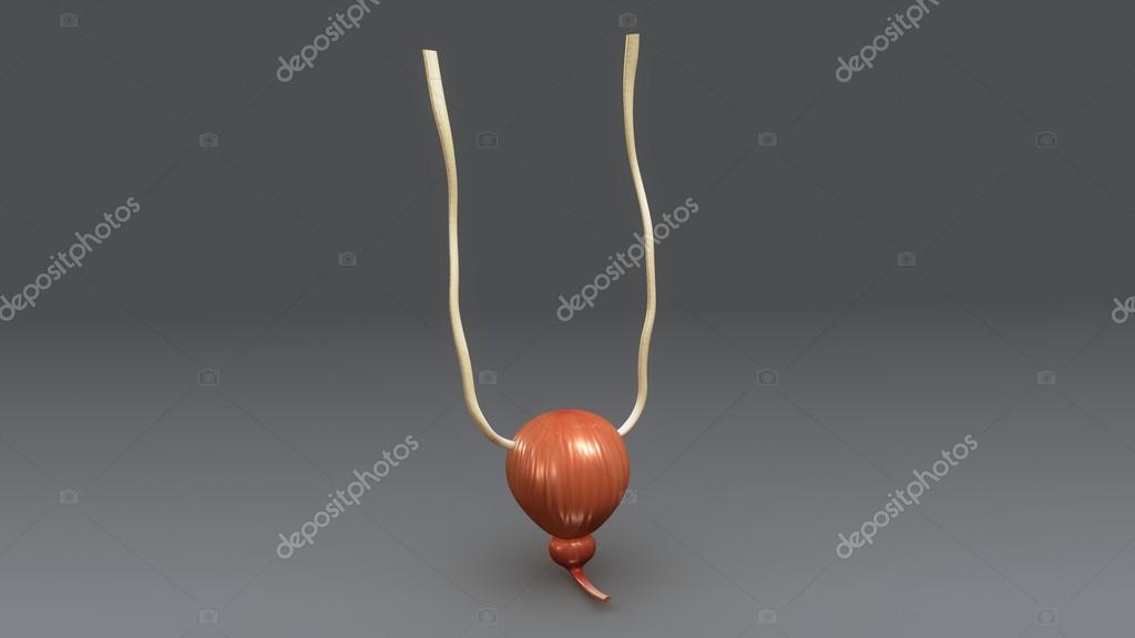 Urine Bladder Anatomy — Stock Photo © sciencepics #124250000