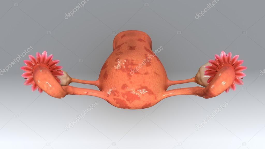 Uterus with Endometrial Tissue anatomy — Stock Photo © sciencepics ...