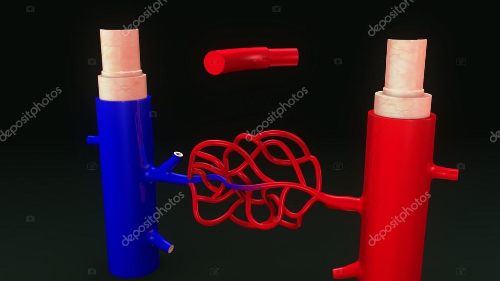 Artery and vein section anatomy — Stock Photo © sciencepics #124479252