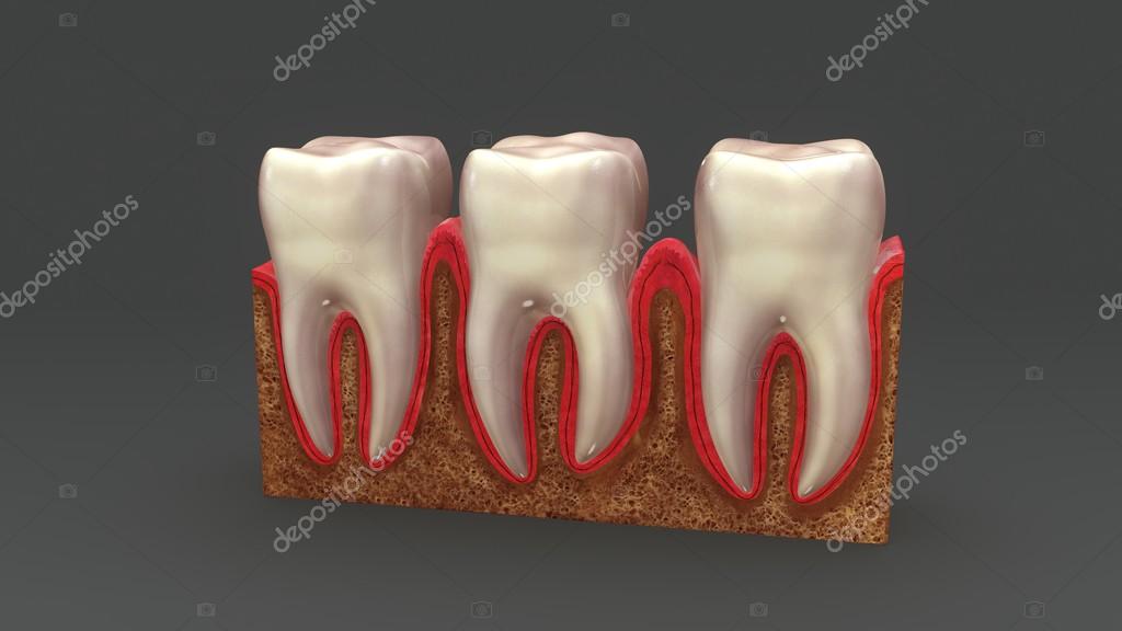 Human teeth anatomy Stock Photo by ©sciencepics 124479484