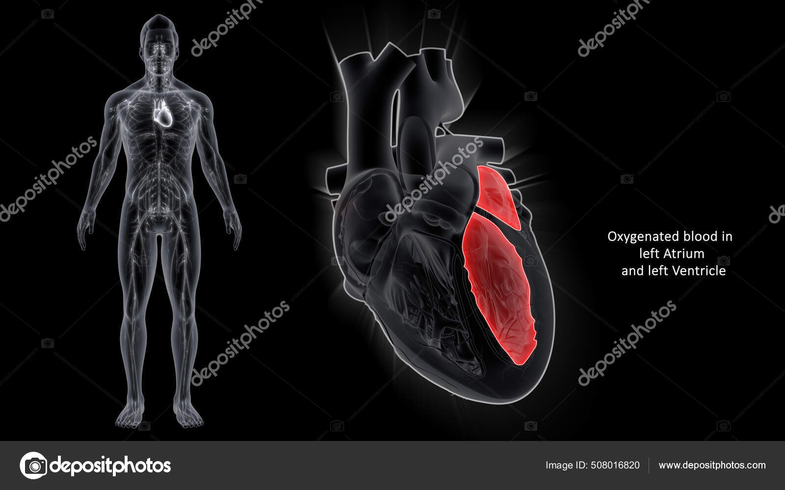 Átrios Representam Câmaras Superiores Coração Enquanto Ventrículos São ...