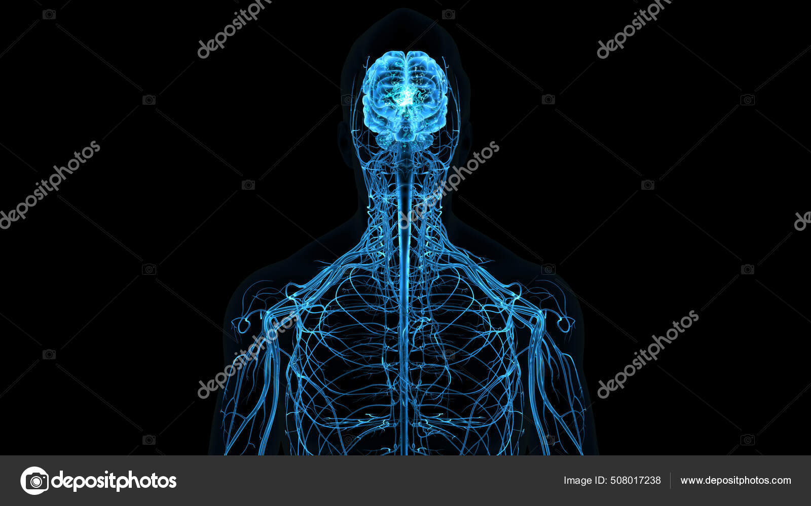 Average Human Brain Contains Billion Nerve Cells Called Neurons ...