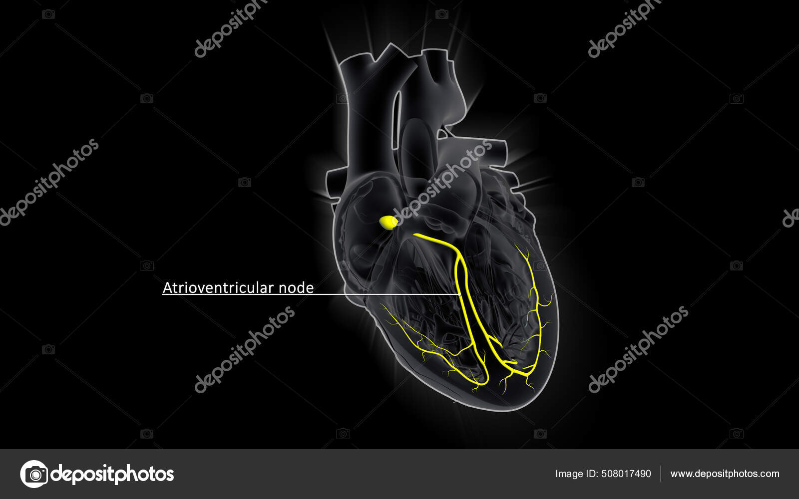 Conduction System Of The Heart Black And White