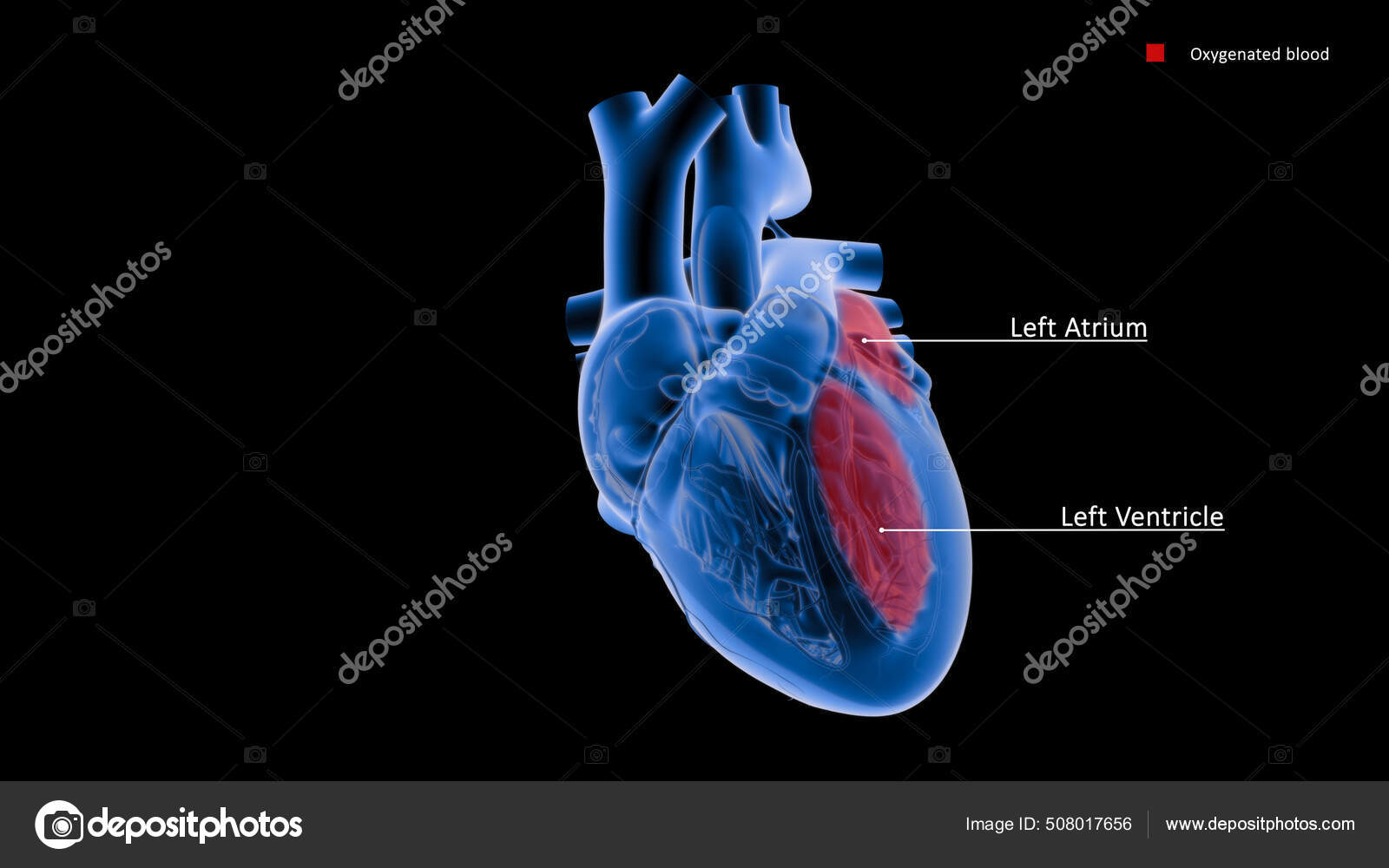 Atria Stand Upper Chambers Heart While Ventricles Lower Chambers Atria ...