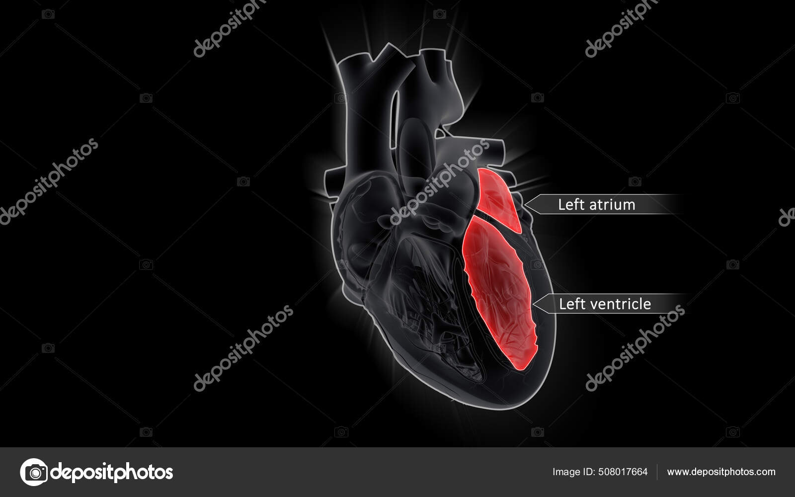 Atria Stand Upper Chambers Heart While Ventricles Lower Chambers Atria ...