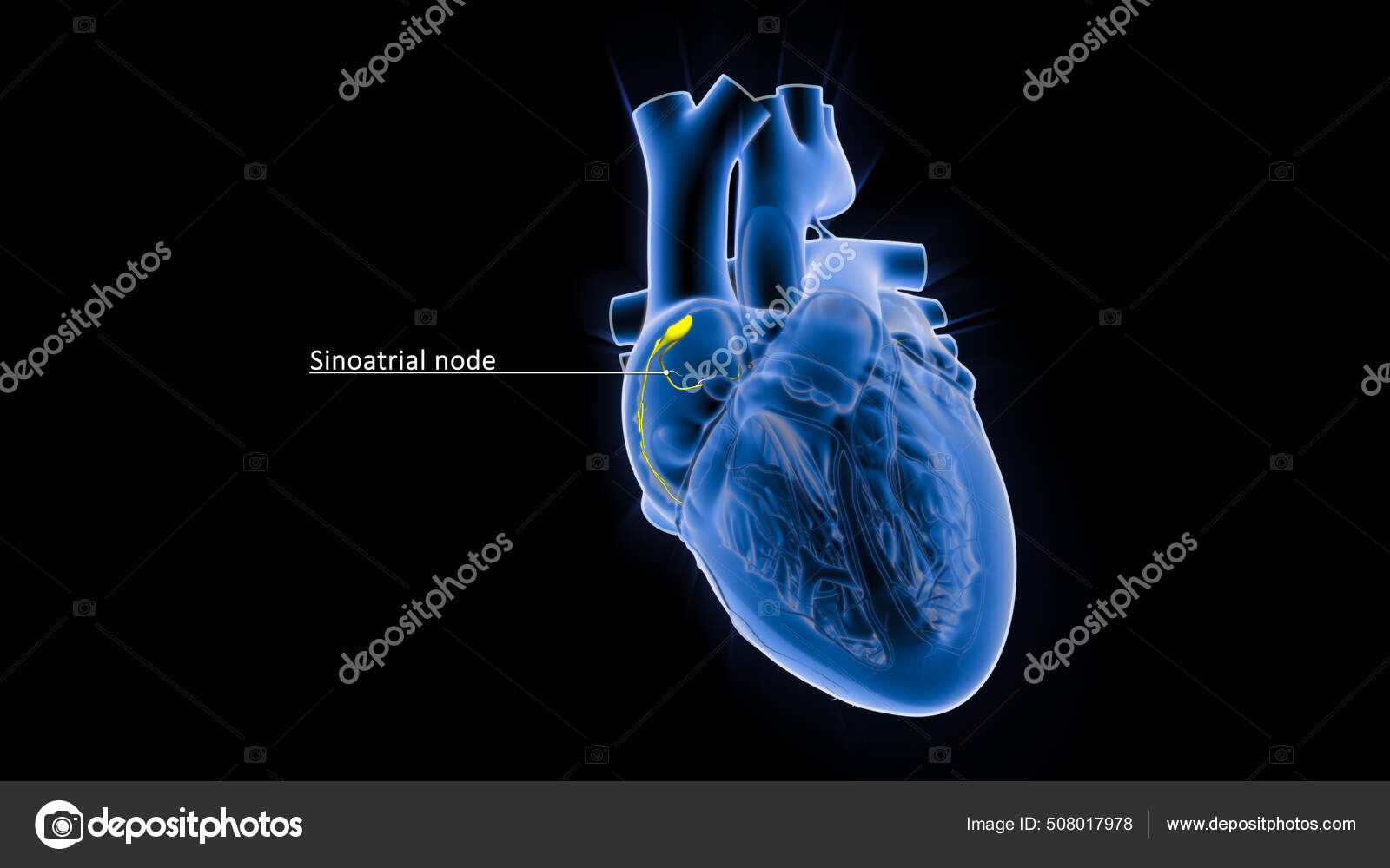 Sinoatrial Node Also Known Sinuatrial Node Node Sinus Node Group ...