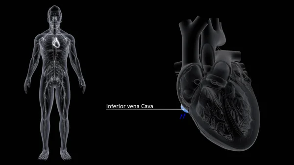 La vena cava inferior transporta sangre desde las piernas, los pies y ...