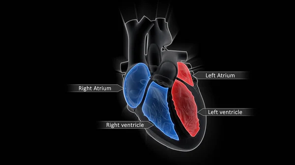 Atria Stand Upper Chambers Heart While Ventricles Lower Chambers Atria ...