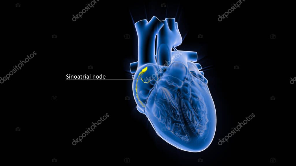 El nódulo sinoauricular (también conocido como nódulo sinuatrial ...