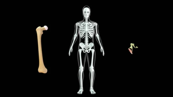The longest bone Stock Photos, Royalty Free The longest bone Images ...