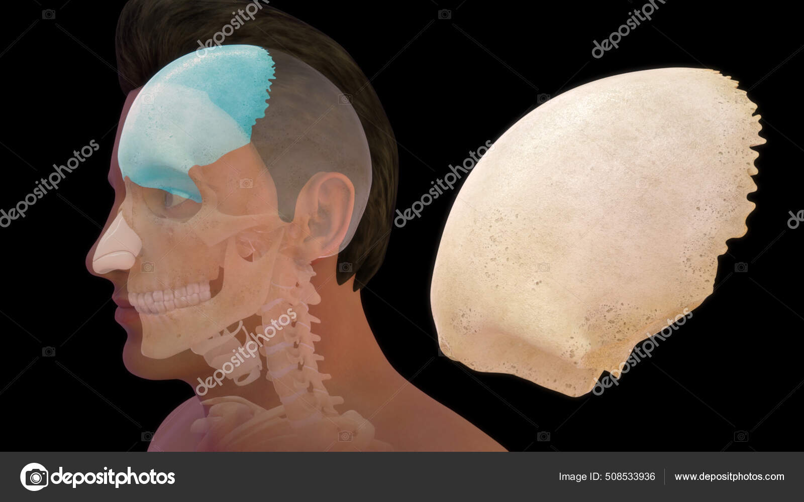 Frontal Bone Bone Human Skull Bone Consists Two Portions Vertically ...