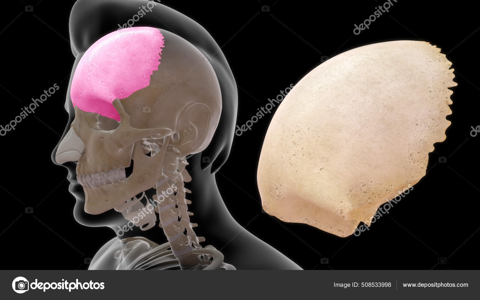 Frontal Bone Bone Human Skull Bone Consists Two Portions Vertically ...