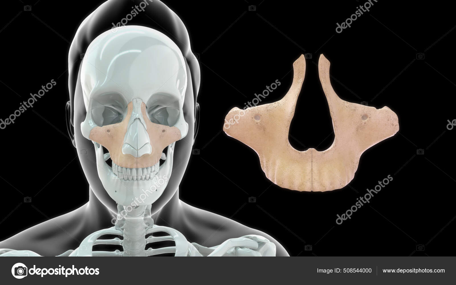 Maxillary Bone Anatomy