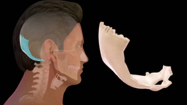 Human Throat Bone Anatomy Illustration Stock Photo by ©sciencepics ...