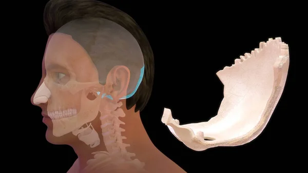 Human Throat Bone Anatomy Illustration Stock Photo by ©sciencepics ...