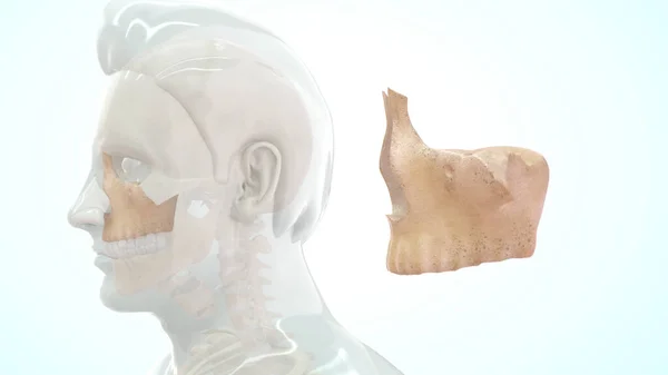 Human Bone Anatomy Illustration Stock Photo by ©sciencepics 508543728