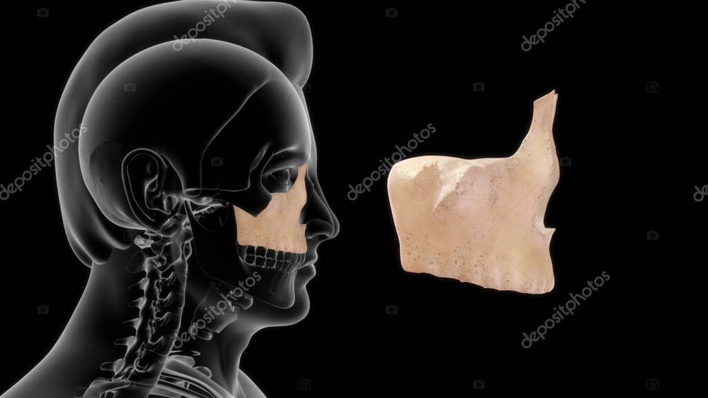 hueso maxilar anatomía humana 3d ilustración 2025