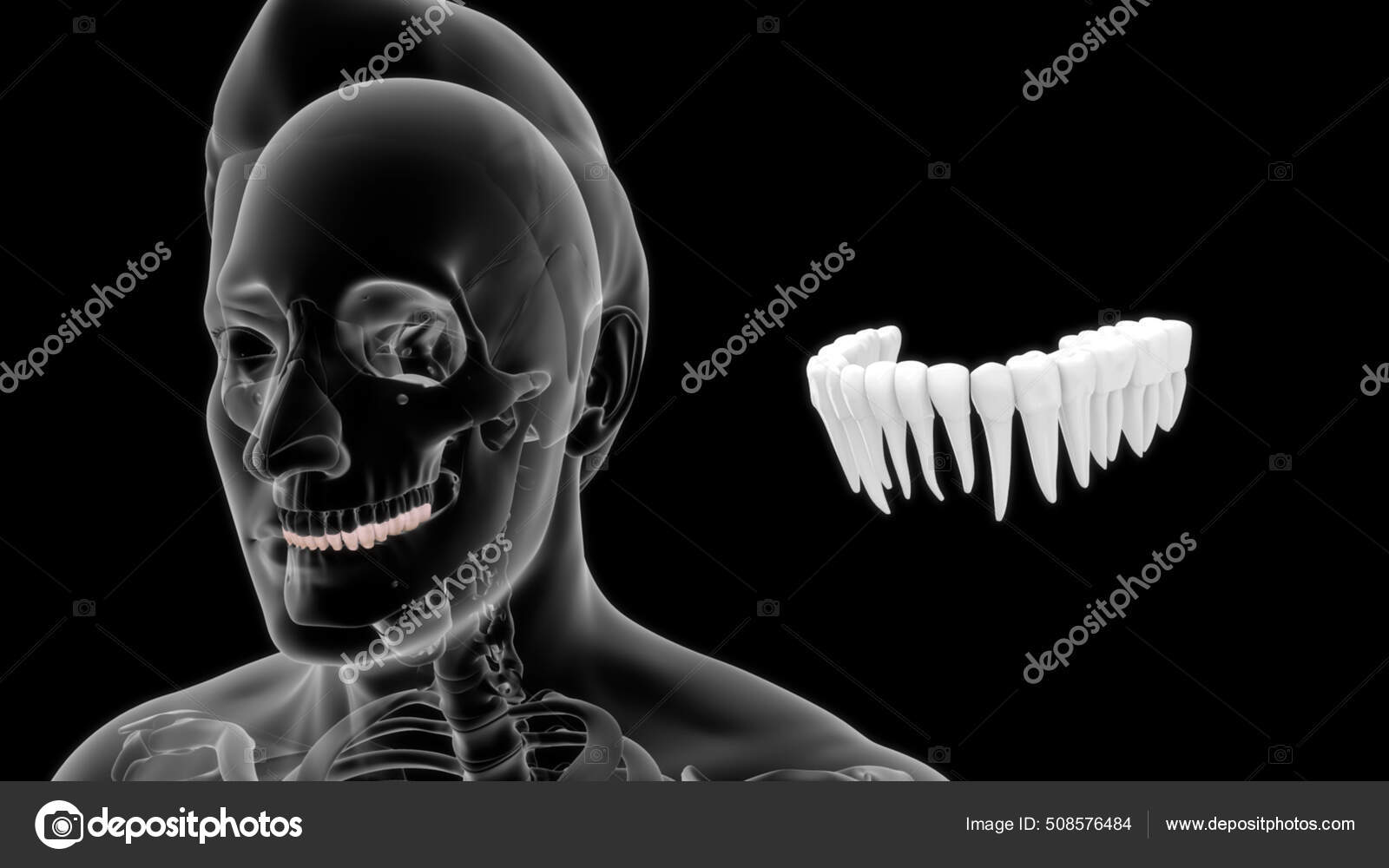 Bone Human Anatomy Upper Teeth3D Illustration Stock Photo by ...