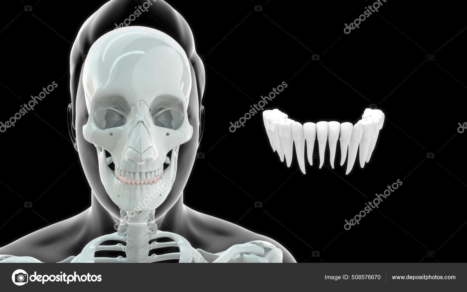 Bone Human Anatomy Upper Teeth3D Illustration — Stock Photo ...