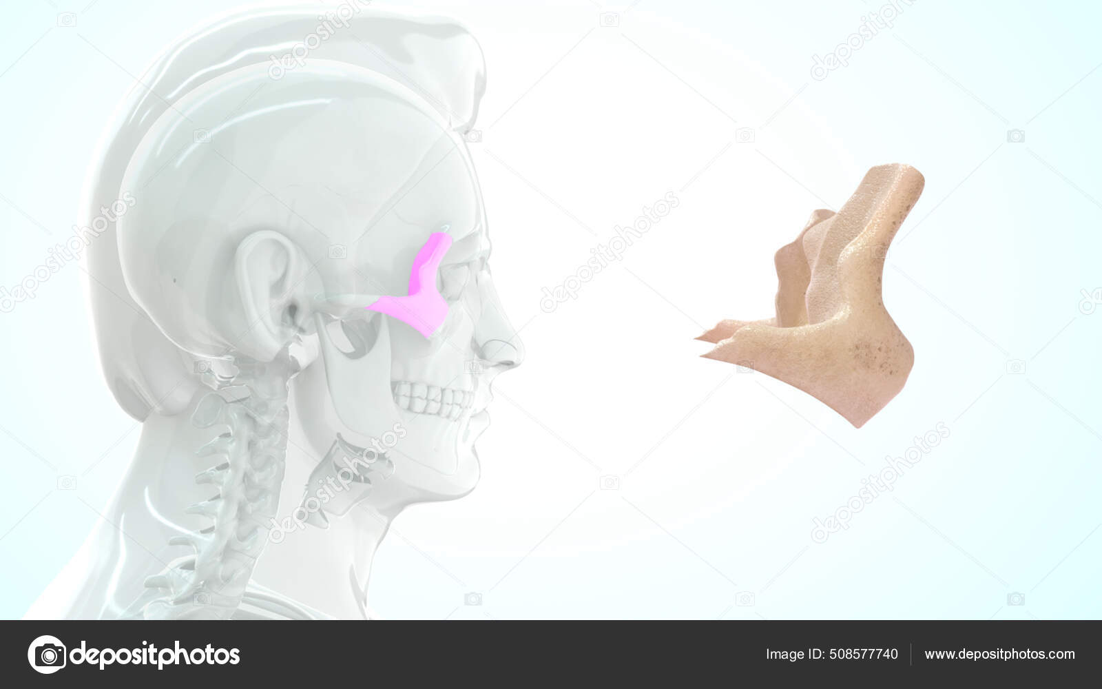 Hueso Garganta Humana Anatomía Ilustración: fotografía de stock ...